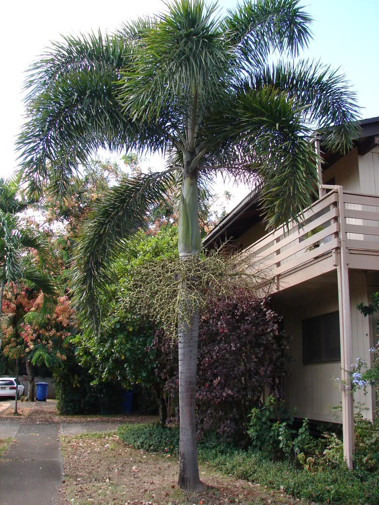 Polynesian Produce Stand 10 FOXTAIL Palm Tree Wodyetia Bifurcata The