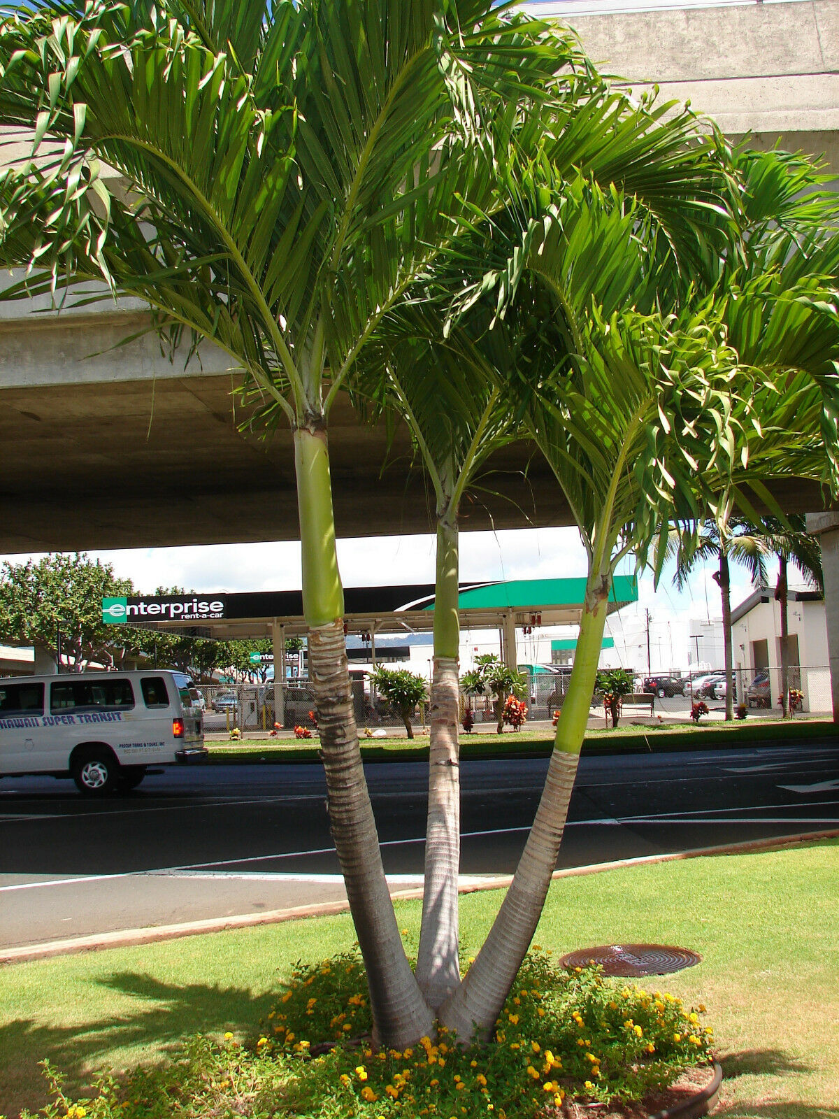 Polynesian Produce Stand CHRISTMAS PALM Adonidia Merrilli Dwarf