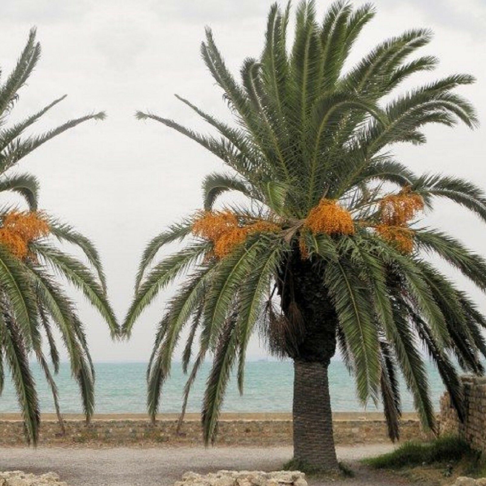 Polynesian Produce Stand Deleget Noor EDIBLE DATE PALM Phoenix 