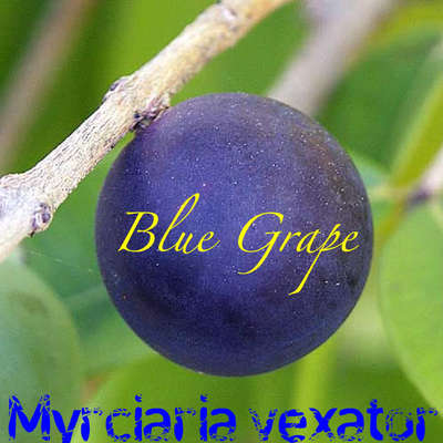 Polynesian Produce Stand : BLUE GRAPE TREE TROPICAL MYRCIARIA VEXATOR ...