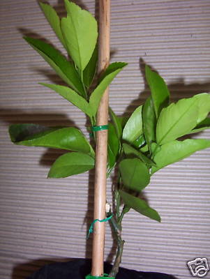 noosajem : Lime AND Meyer lemon on 1 SEMI DWARF citrus fruit tree