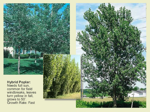 Buy Trees and Shrubs Online For Less