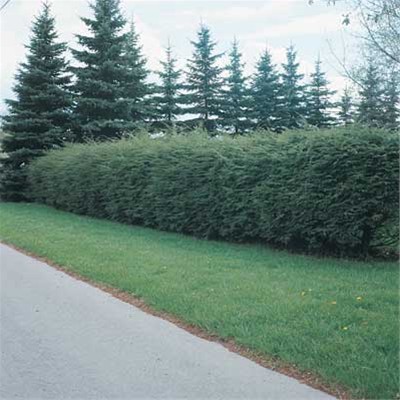 Buy Trees and Shrubs Online For Less : Canadian Hemlock Trees (Qty 3)
