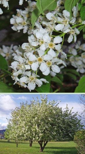 Buy Trees and Shrubs Online For Less : European Bird Cherry Tree