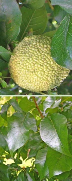 Buy Trees and Shrubs Online For Less : Osage Orange Tree