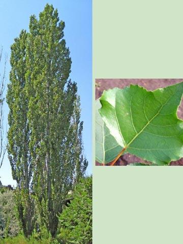 Buy Trees and Shrubs Online For Less : Theves Poplar Tree