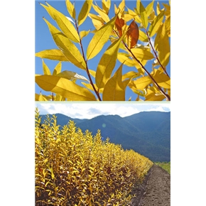 Buy Trees and Shrubs Online For Less : Flame Willow Tree