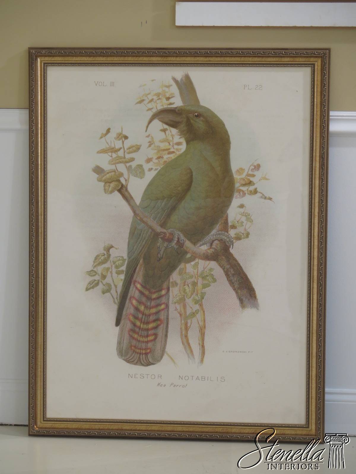 31528EC: Large Framed Parrot Bird Print, Stenella Antiques & Interiors