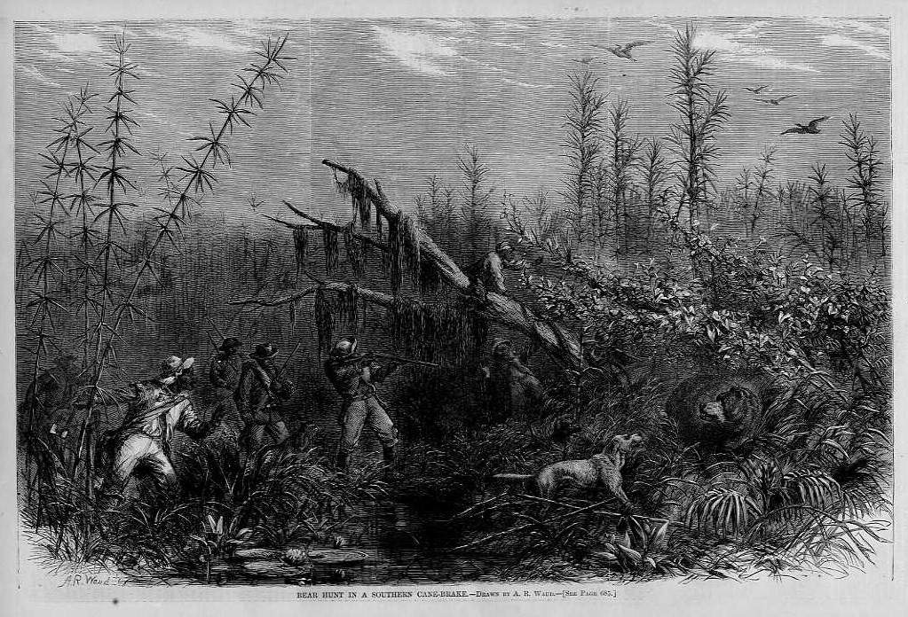 BEAR HUNTING IN A SOUTHERN CANE-BRAKE, DOGS HUNT BEAR | eBay