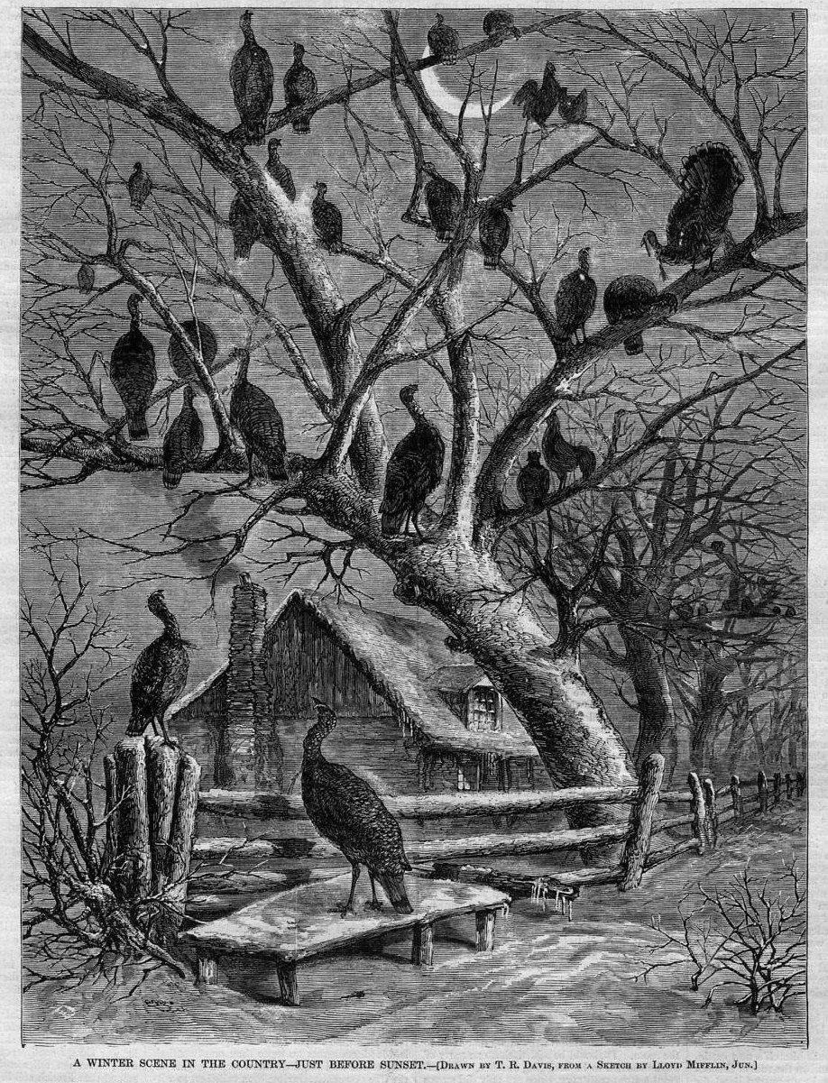 WILD TURKEY ROOSTING IN TREES BEFORE SUNSET WINTER SCENE WILD TURKEYS ...