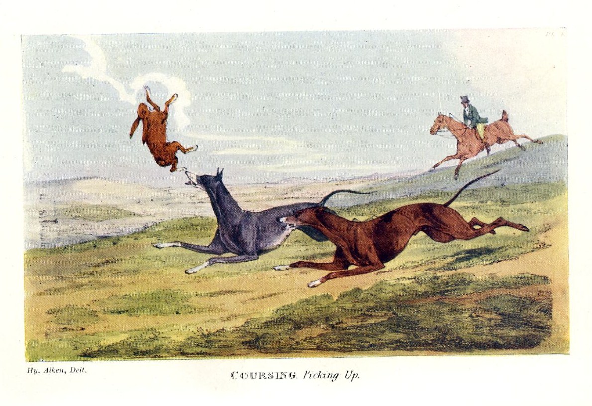 COURSING THE HARE, GREYHOUNDS PICKING UP RABBIT, HORSE WHIP, GREYHOUND ...